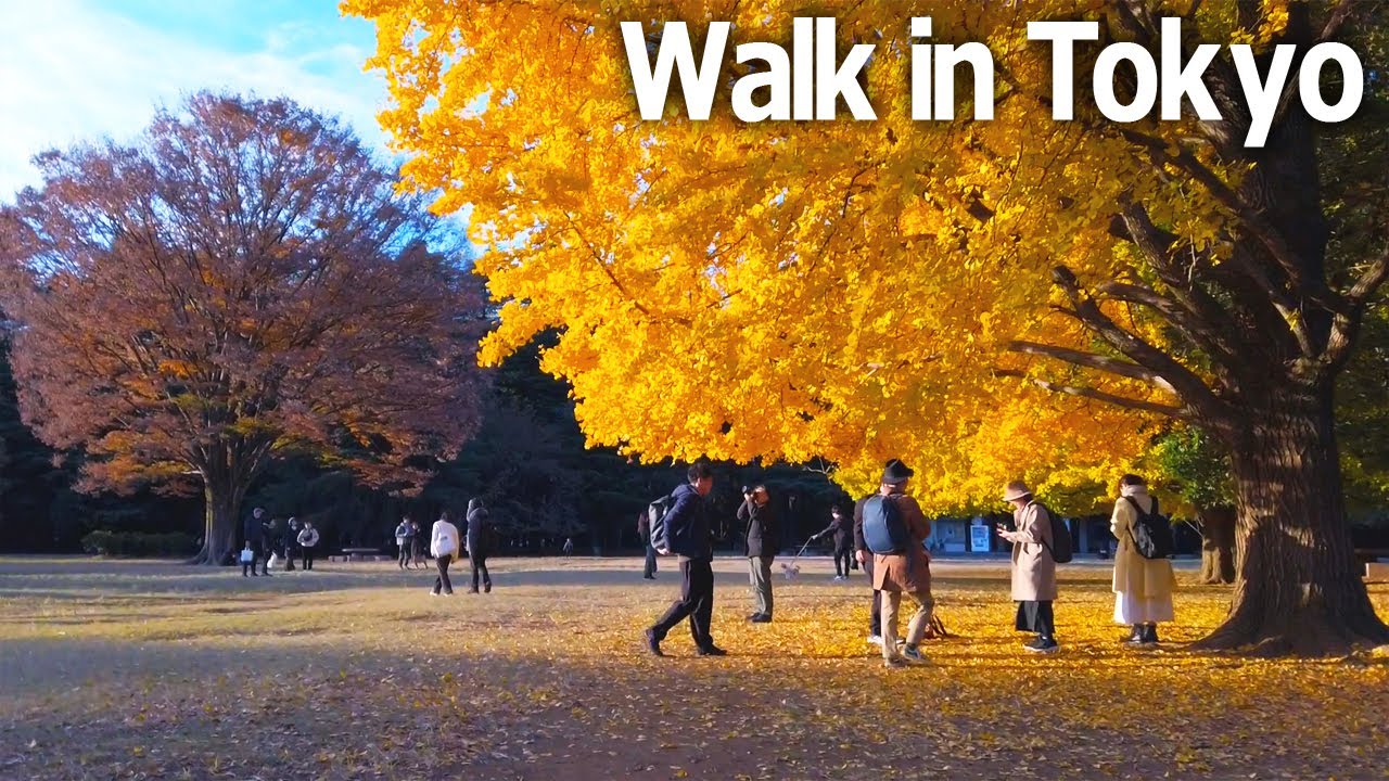 Tokyo walking tour - Hikarigaoka Park in Nerima. Famous ginkgo trees ...