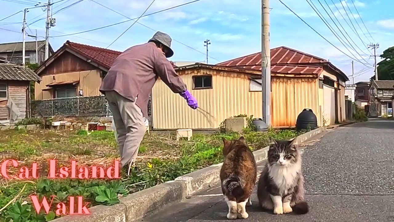 Cat island. Tashirojima Miyagi walking tour. 【4K】2023-1 - Ciao Nihon