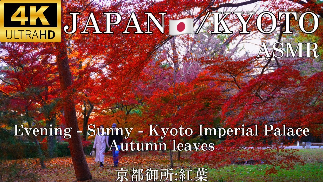 【4K HDR】Japan:Kyoto Imperial Palace: Evening Fall Foliage ASMR Relaxation🇯🇵京都御所: 夕方の紅葉ASMRリラックス ...