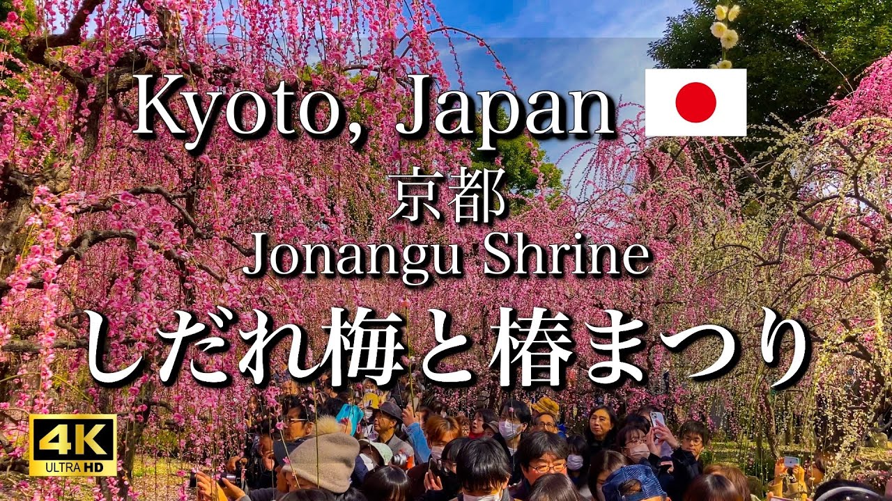 "Weeping Plum and Camellia Festival" at Jonangu Shrine in Kyoto, Japan ...