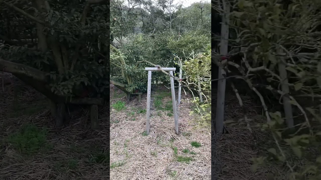 The Giant Green Tea Tree in Ureshino, Saga Prefecture will amaze you ...