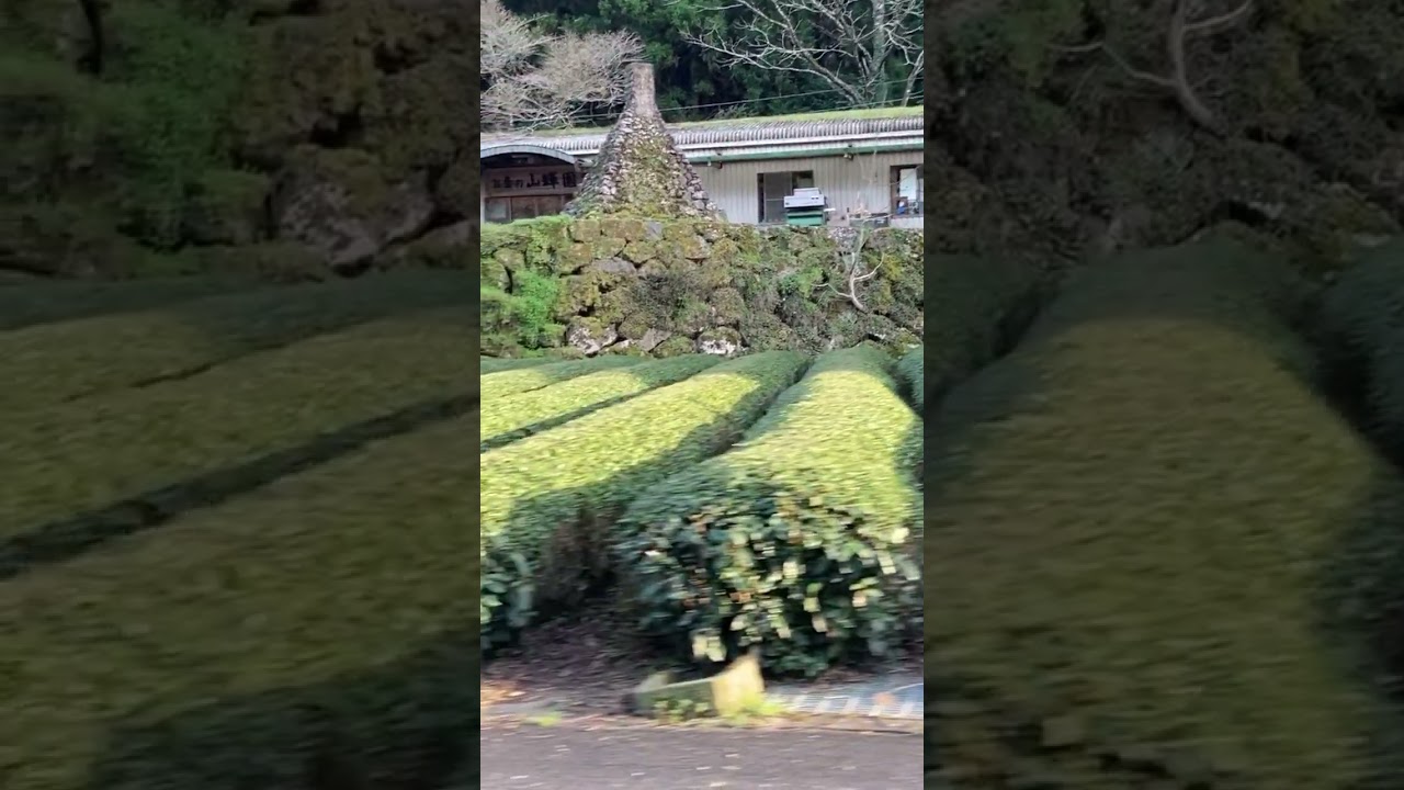 The Ureshino Green Tea fields in Saga Prefecture are amazing to view ...