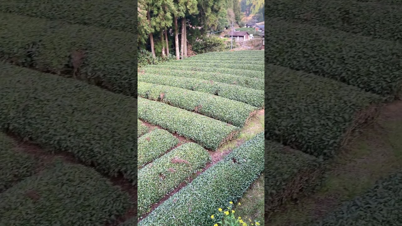 If you love nature the green tea fields in Ureshino, Saga Prefecture ...