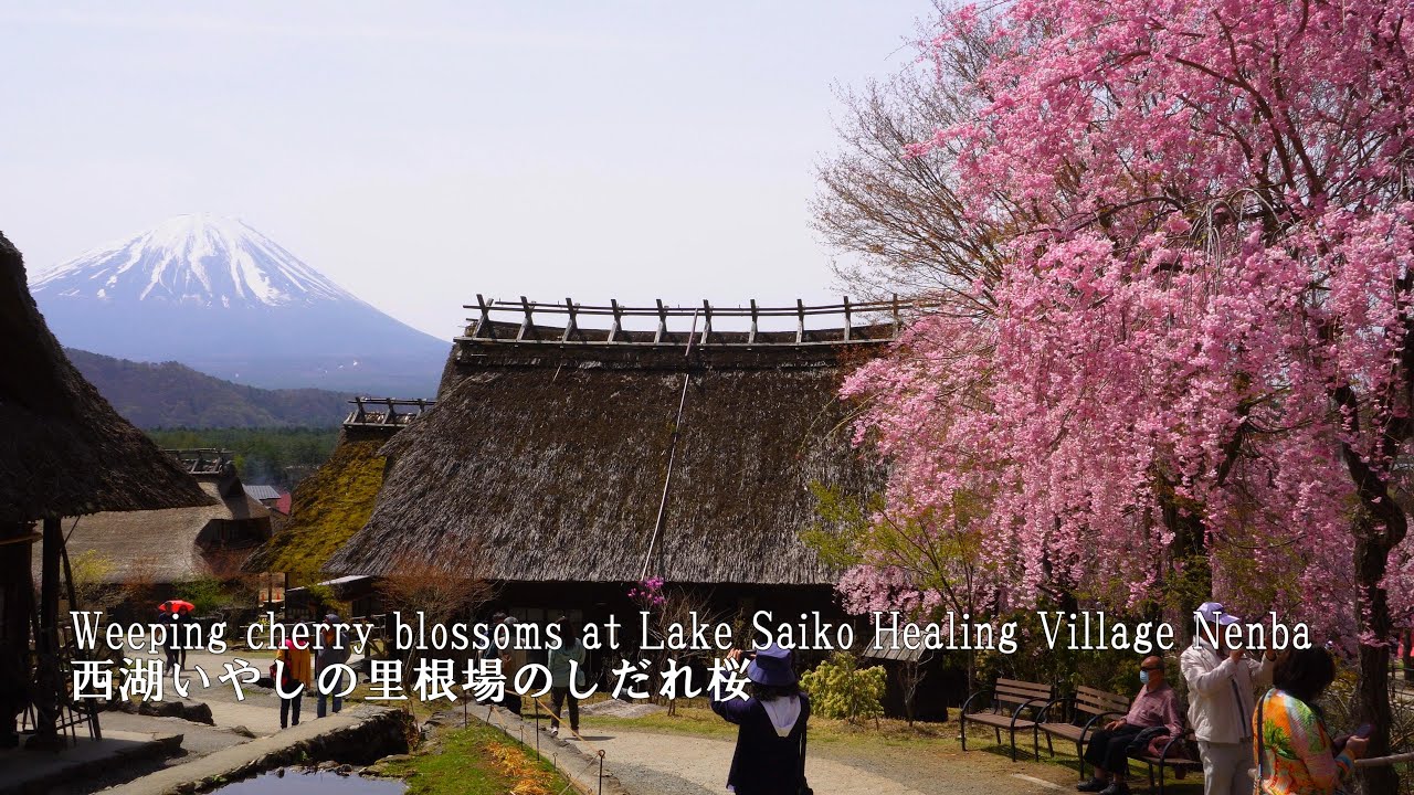 The last Sakura of the year is in full bloom at Lake Saiko healing ...