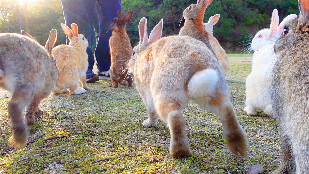 A whopping 600 rabbits! Trip to Japan's Amazing Rabbit Island🐰 - Ciao Nihon