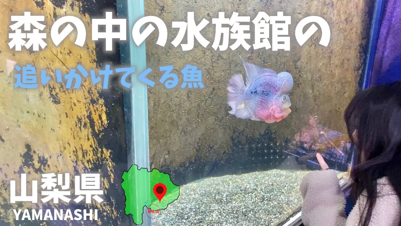 山梨県観光！森の中の水族館で追いかけてくる愛くるしい魚と出会う！Prefectural sightseeing! Yamanashi fish ...