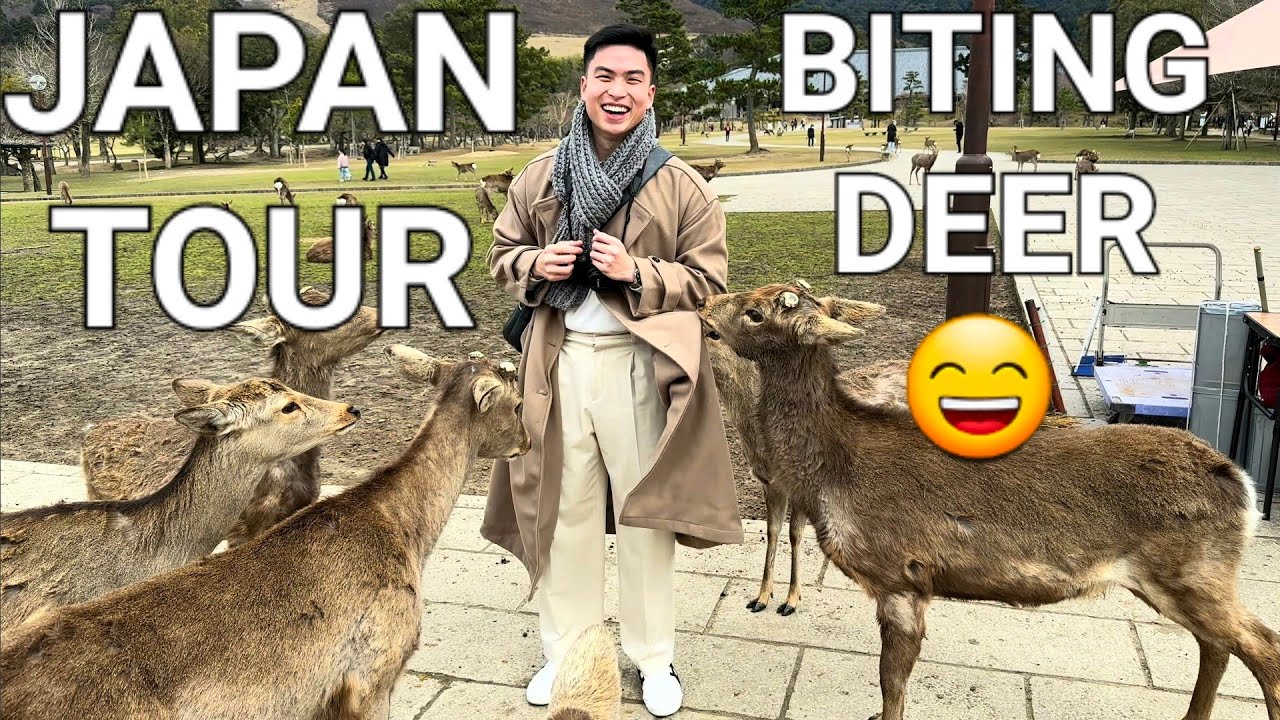 🇯🇵🦌⛩️ NARA JAPAN, FEEDING BOWING (and biting) DEER IN NARA PARK, JAPAN ...