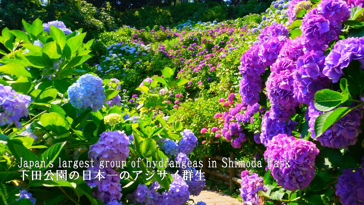 【Shimoda Hydrangea Festival 2024】 Breathtaking hydrangea! The largest colony of hydrangeas in ...