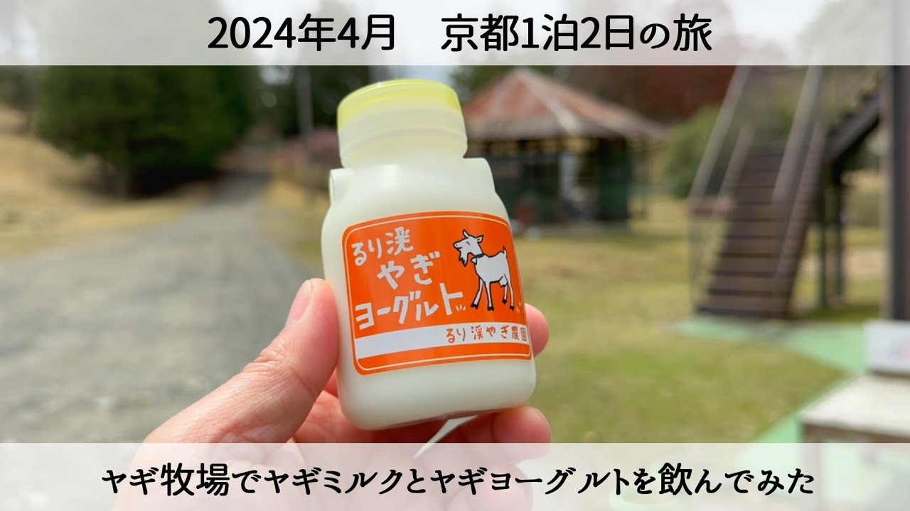 【南丹市で癒される】るり渓ヤギ農園でヤギミルクとヤギヨーグルトを飲む Drink goat milk at a goat farm in ...