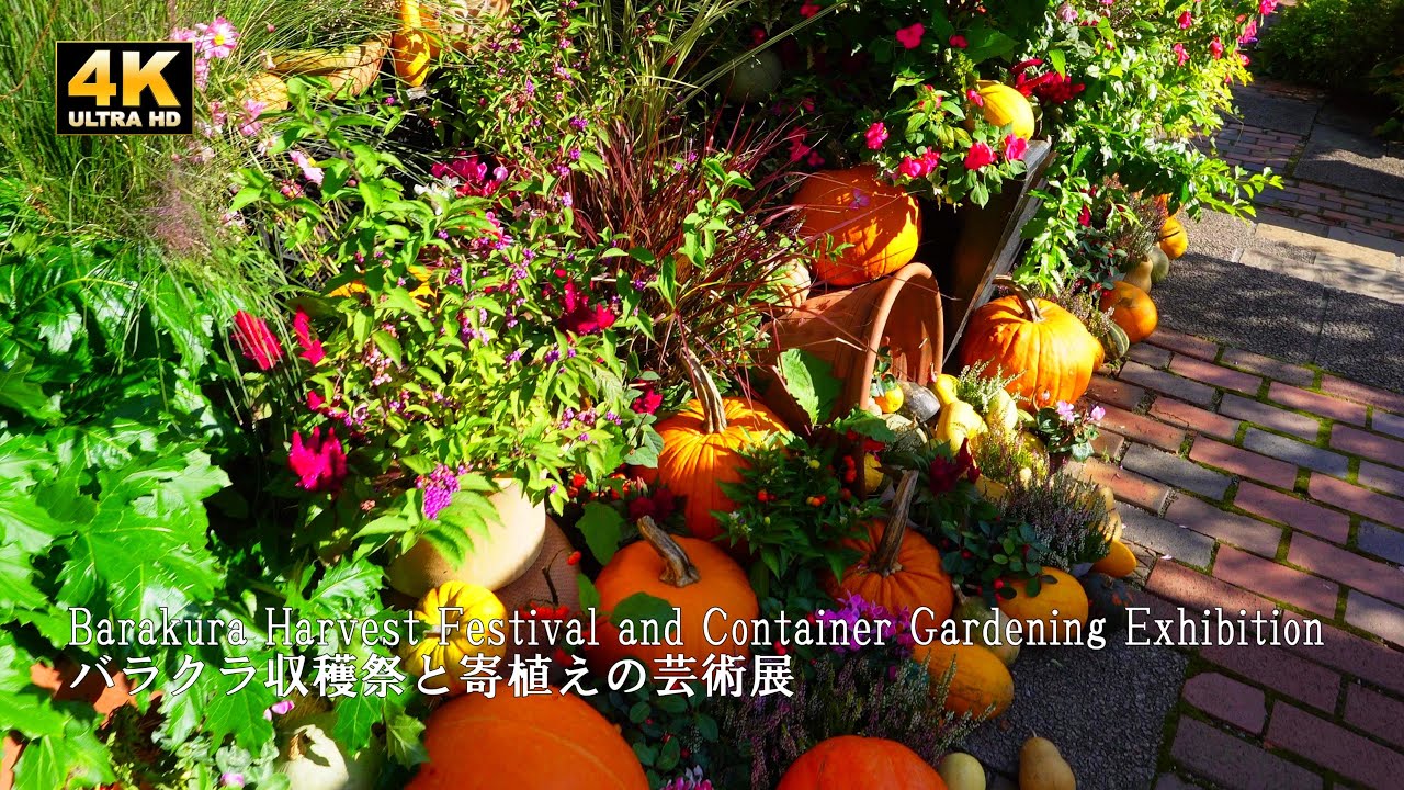 Dahlias are in full bloom! Barakura Harvest Festival and Container ...