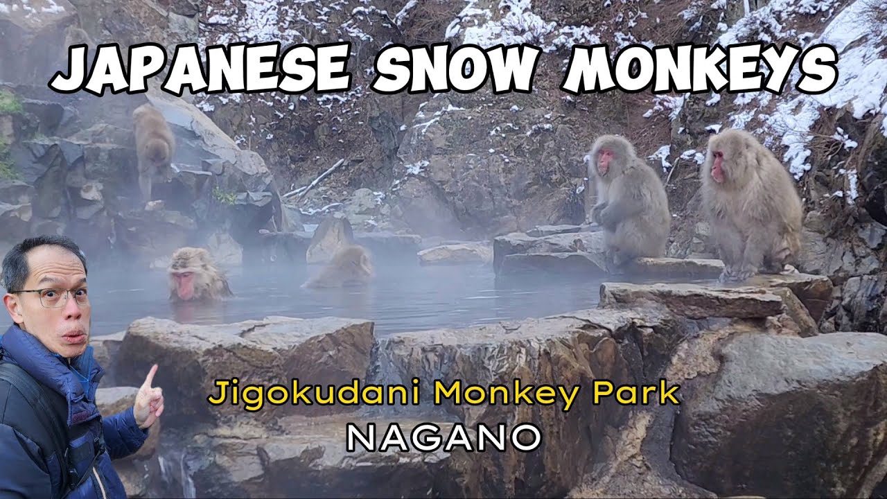 JAPANESE SNOW MONKEYS | Jigokudani Monkey Park | Jalan Sendiri Tanpa ...
