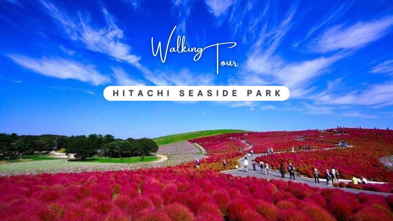 [𝐇𝐢𝐭𝐚𝐜𝐡𝐢 𝐒𝐞𝐚𝐬𝐢𝐝𝐞 𝐏𝐚𝐫𝐤] 𝐉𝐚𝐩𝐚𝐧’𝐬 𝐋𝐚𝐫𝐠𝐞𝐬𝐭 𝐑𝐞𝐝 𝐊𝐨𝐜𝐡𝐢𝐚 𝐟𝐥𝐨𝐰𝐞𝐫𝐬 𝐆𝐚𝐫𝐝𝐞𝐧 ...