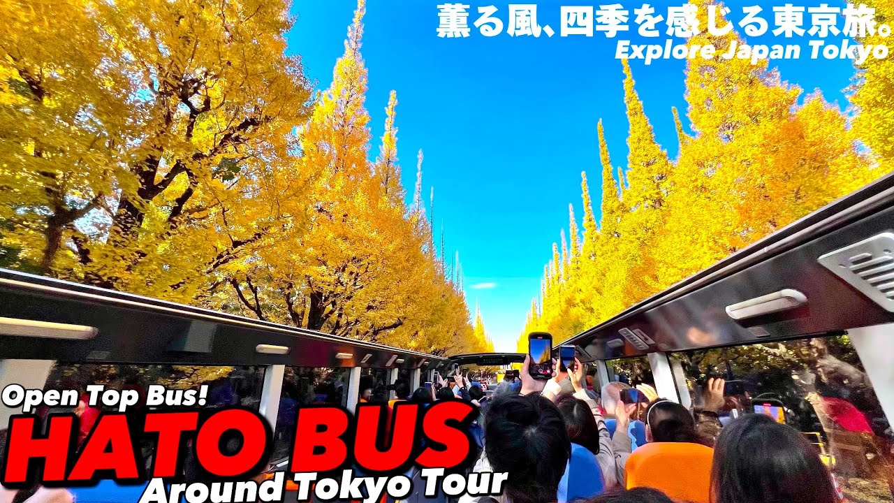🗼【4K】はとバスツアー‼︎屋根なしオープンバスで行く東京周遊ツアーへご案内【神宮外苑いちょう並木紅葉|東京観光】HATO BUS Tokyo ...