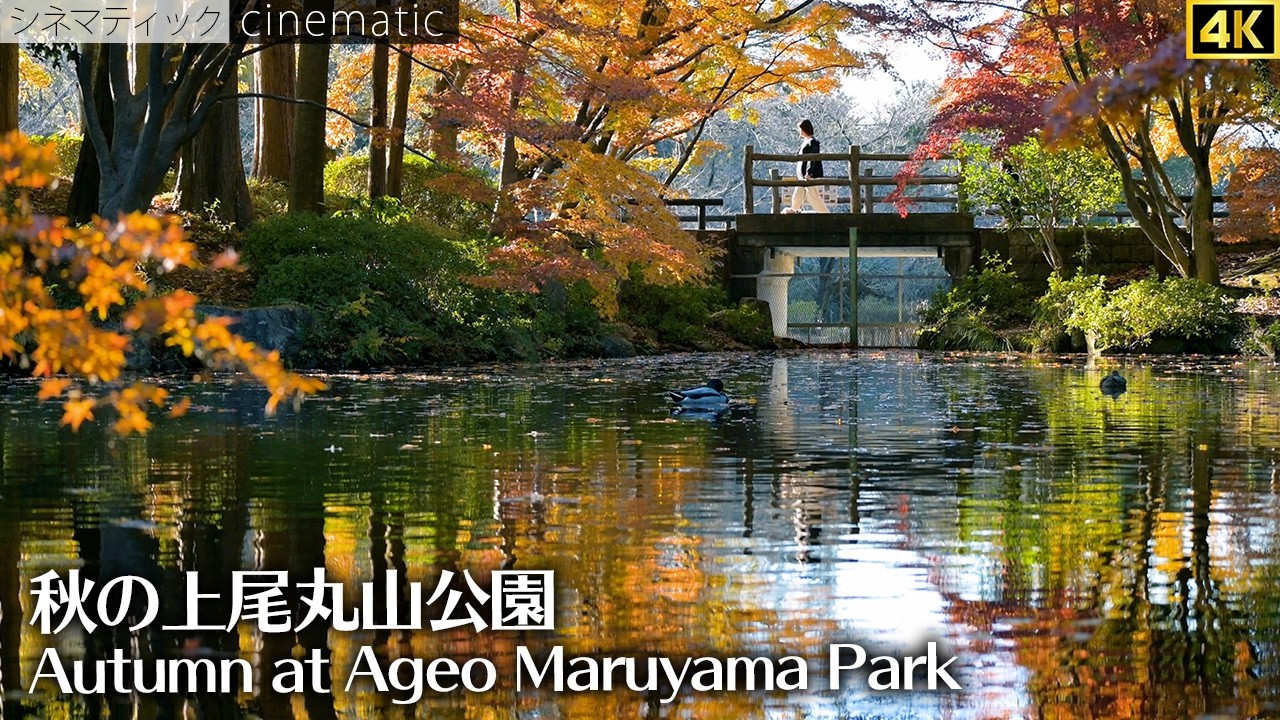【紅葉2024】埼玉の隠れた紅葉スポット！ 上尾丸山公園 シネマティック Autumn leaves spot in Saitama Ageo Maruyama Park cinematic ...