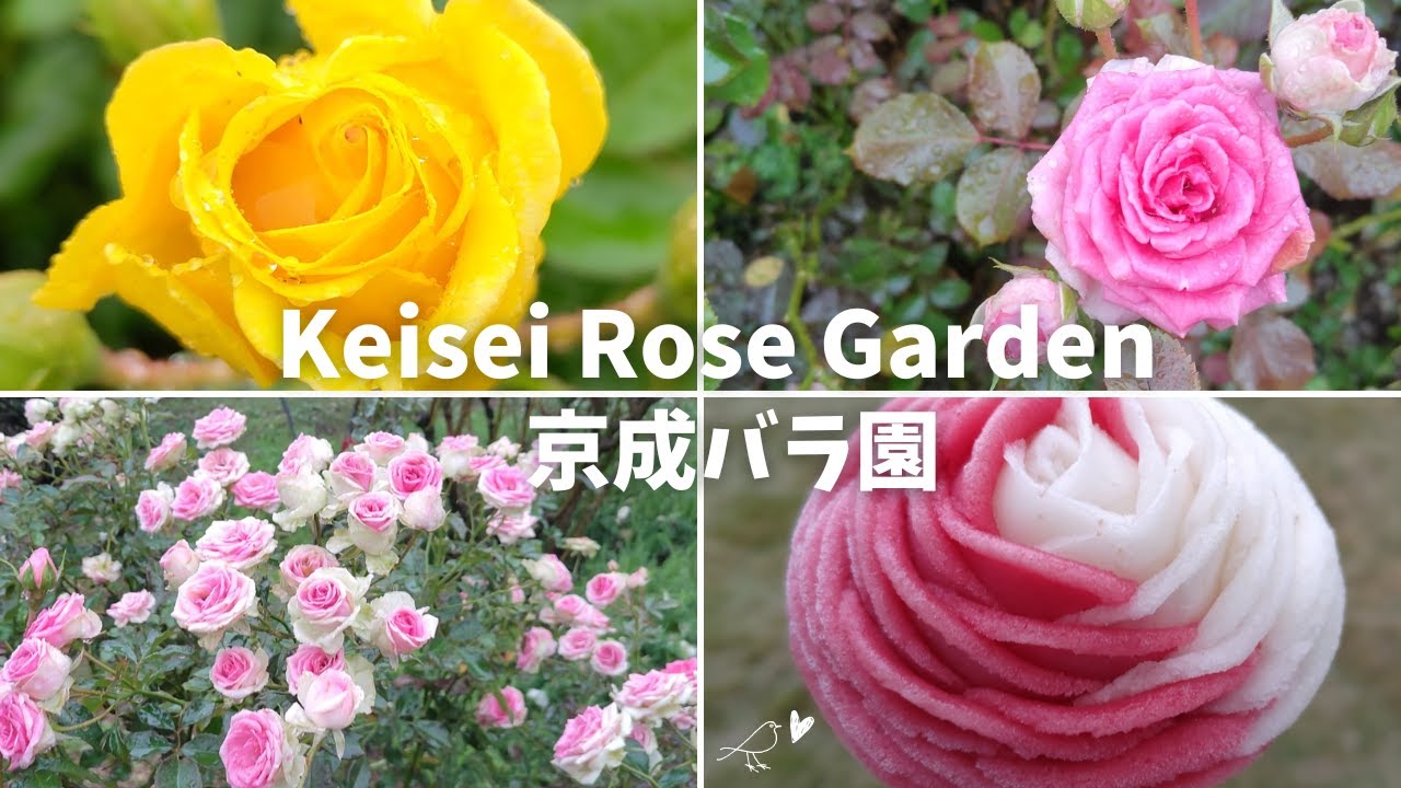 Keisei Rose Garden Tour on a Rainy Day in Autumn 2024 - Ciao Nihon