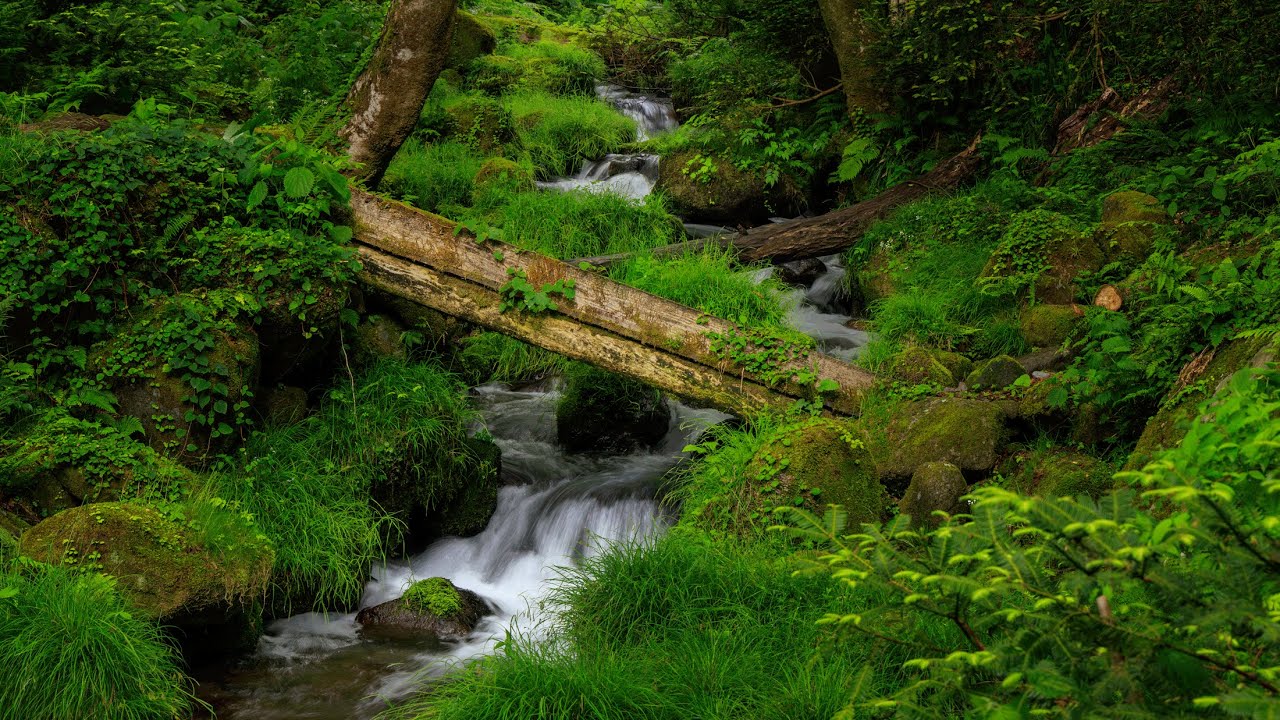 Forest Bathing Nature Walk on Mossy Mt. Daisen | Tottori, Japan 4K ...