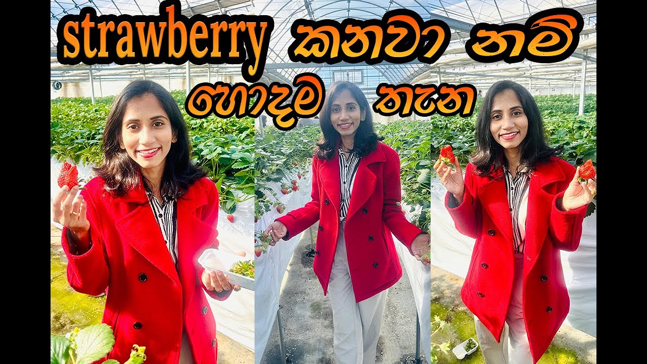 strawberry farm tour 🍓🍓🍓|රසම රස ස්ට්‍රෝබෙරි කන්න එන්න | life in Japan🇯🇵 ...