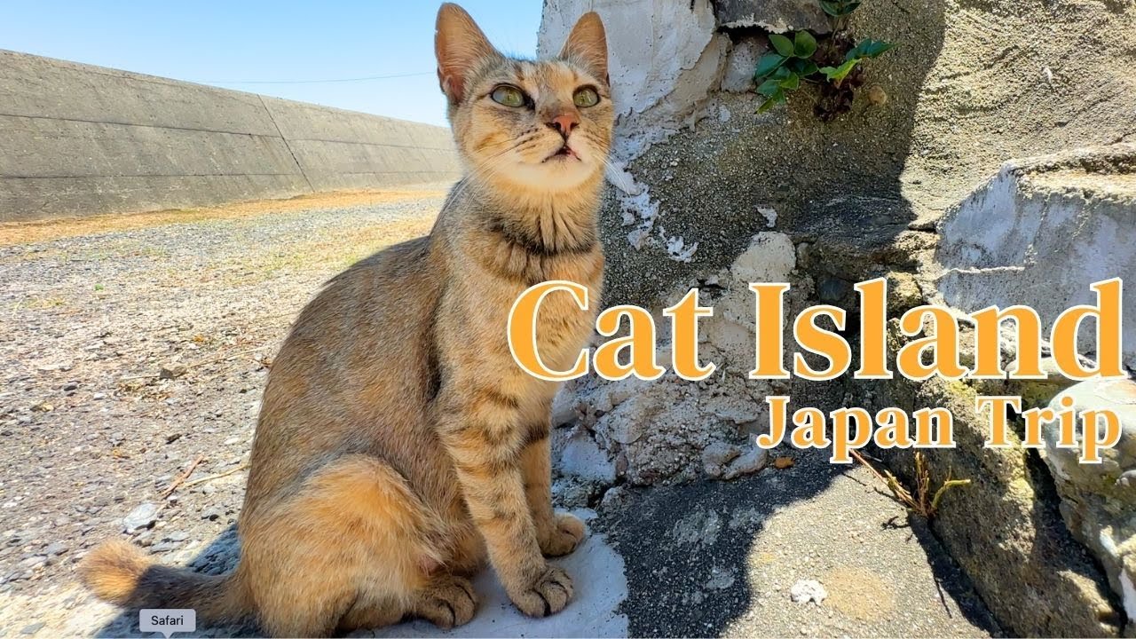 Cat island in Japan.🐈🐈 Day trip to meet cats on a small island in ...
