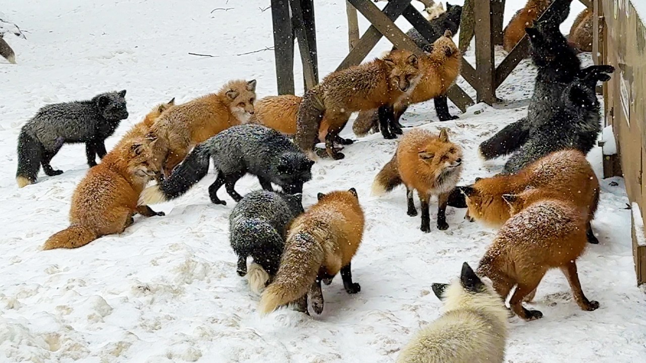 Japan's Snow Fox Village!! Enter a world inhabited by 100 fluffy foxes🦊 ...