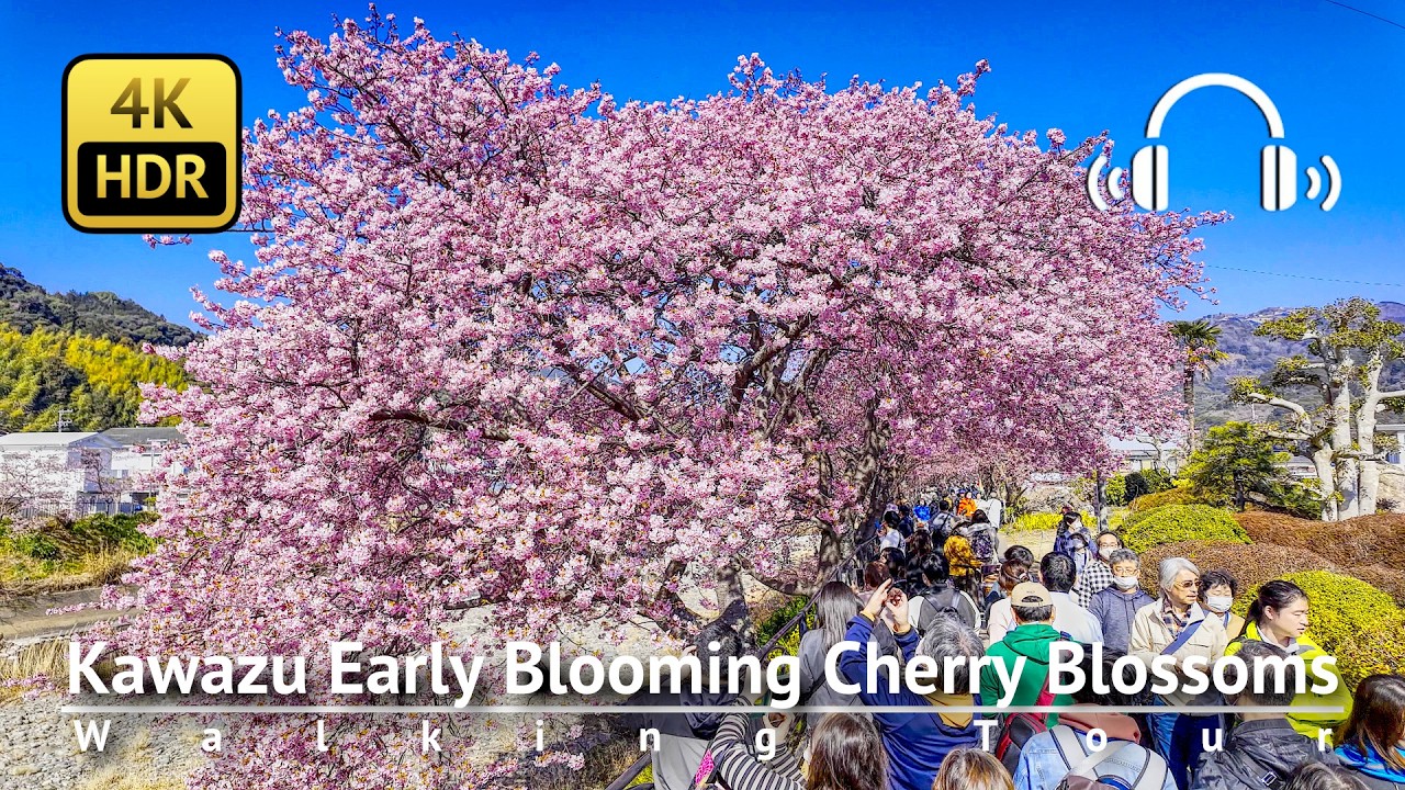 🌸 Kawazu Early Blooming Cherry Blossoms 2025 🌸 Walking Tour to The Original Tree [4K/HDR ...