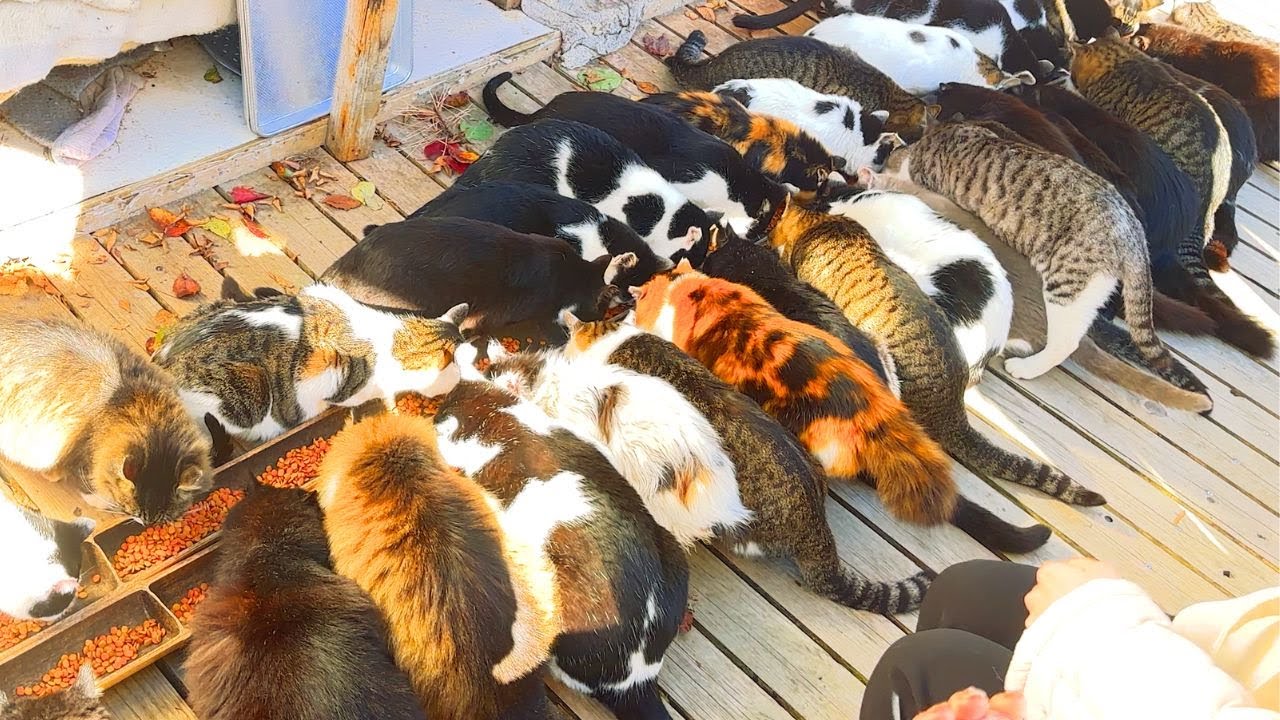 I visited Japan's most famous cat island 🐈🐈 Miyagi Tashiro Island ...