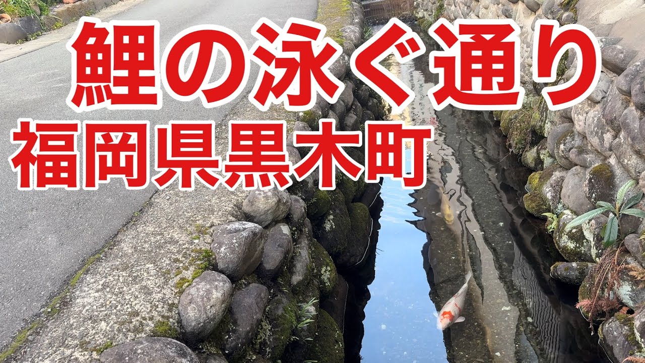 福岡県黒木町 鯉の泳ぐ通り Swimming Koi Street Kurogi-machi Fukuoka JAPAN - Ciao Nihon