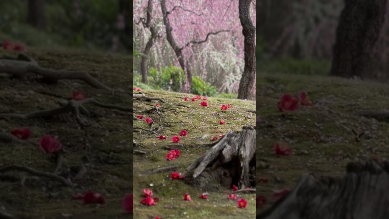 城南宮 JONANGU SHRINE #spring #flowers #garden #JONANGU "#城南宮 - Ciao Nihon