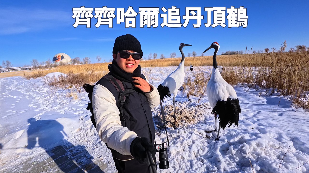 冰封雪原追丹顶鹤，齐齐哈尔奇遇记，航拍相机首次飞丢，有惊无险！【阿树闯东北】EP47 - Ciao Nihon