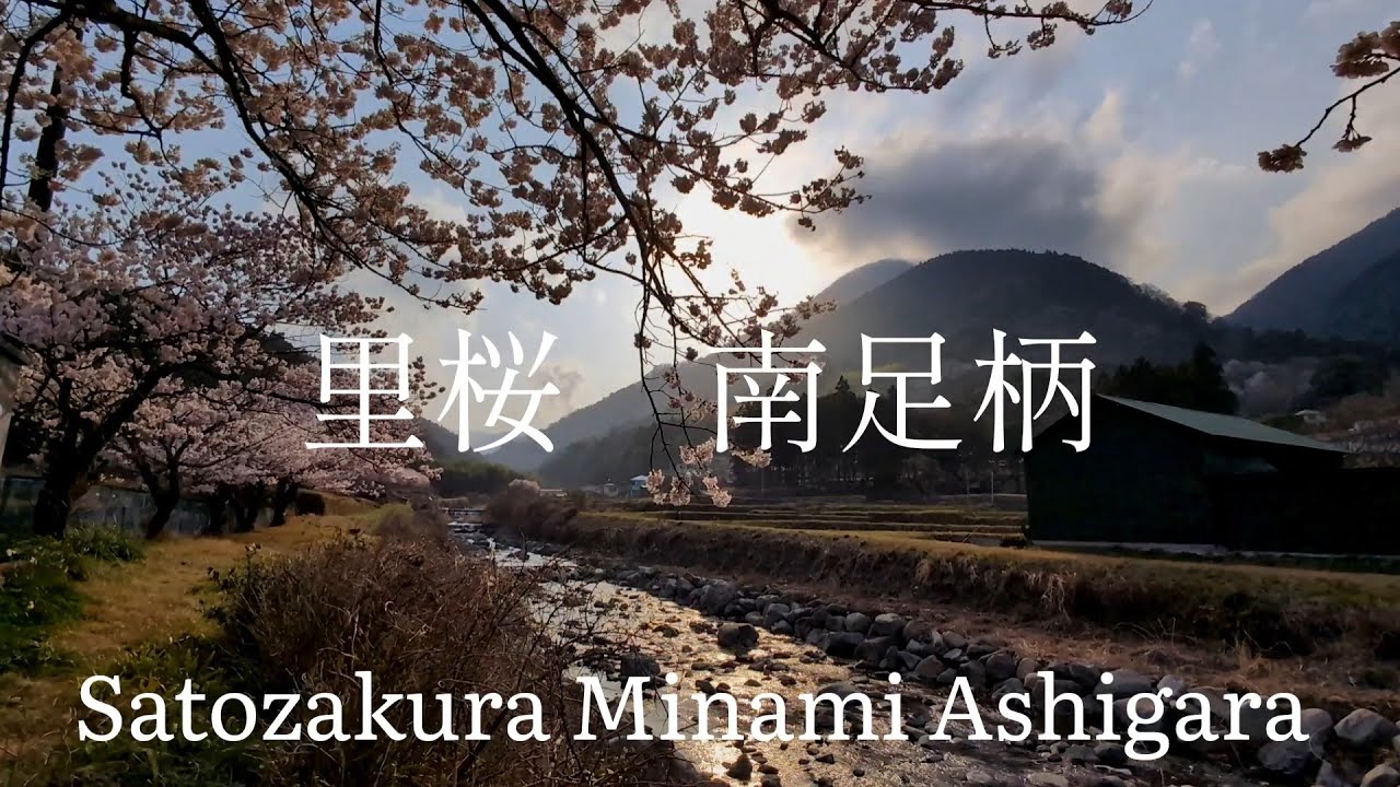 神奈川県観光 里桜満開 南足柄 Kanagawa Prefecture Tourism: Cherry blossoms in full ...