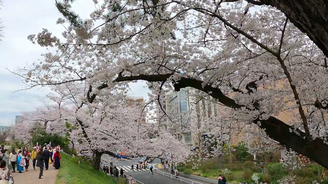 Yotsuya Sakura Relaxing Walk Pt.8 | Tokyo Japan, ASMR 4K | VXT TRAVEL - Ciao Nihon