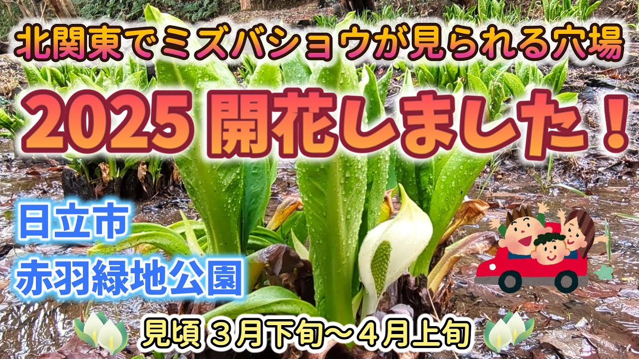 【2025ミズバショウ開花宣言】北関東の里山に春を見つけに行きませんか？☆ ICから10分交通至便 日立市・赤羽緑地公園 4K - Ciao Nihon