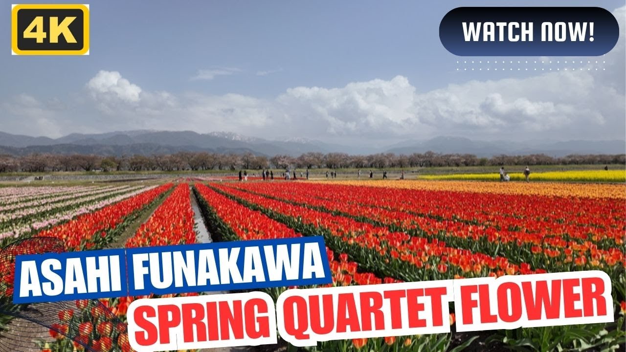 Exploring Asahi Funakawa Spring Quartet Flower Garden in Asahi, Toyama - Ciao Nihon