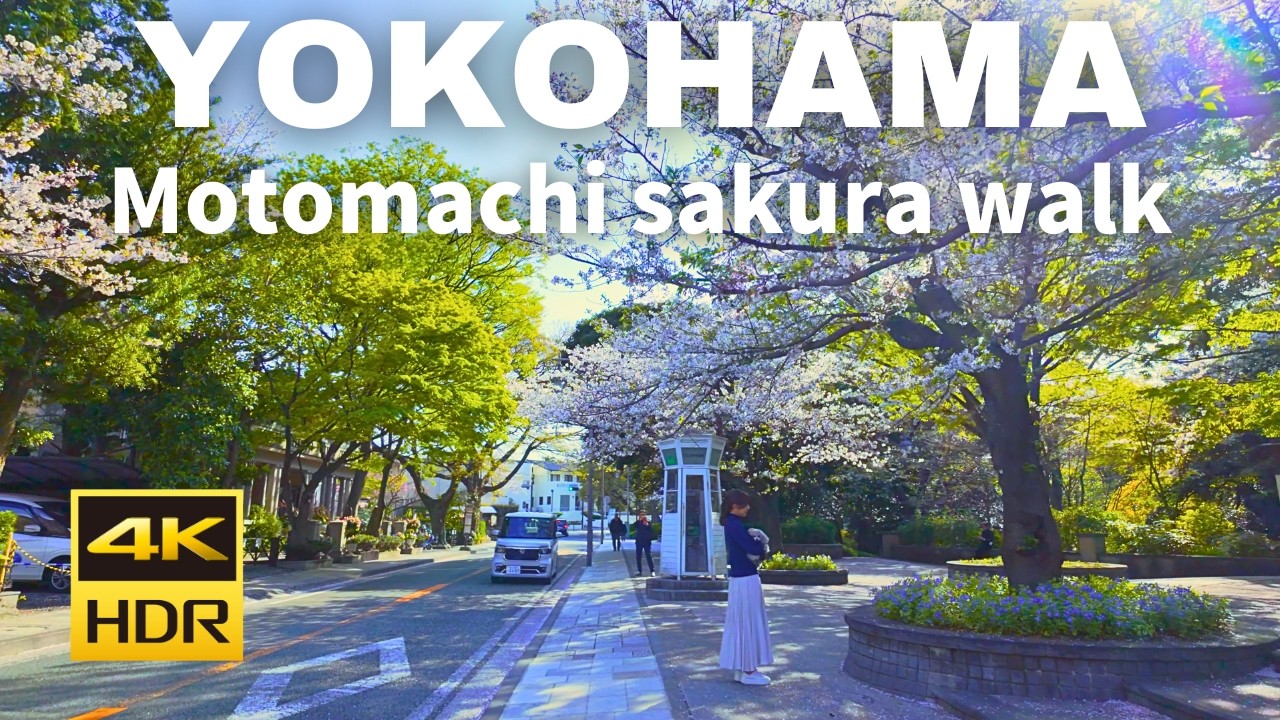 【4K HDR🇯🇵】Yokohama Motomachi Sakura Walk - Ciao Nihon