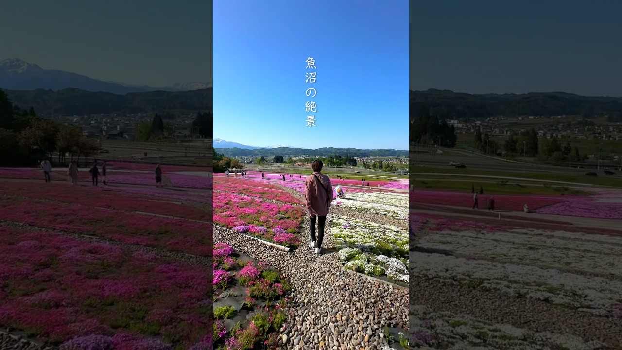 【新潟・魚沼】芝桜まつり2025！堀之内ICから車で2分の絶景スポット - Ciao Nihon