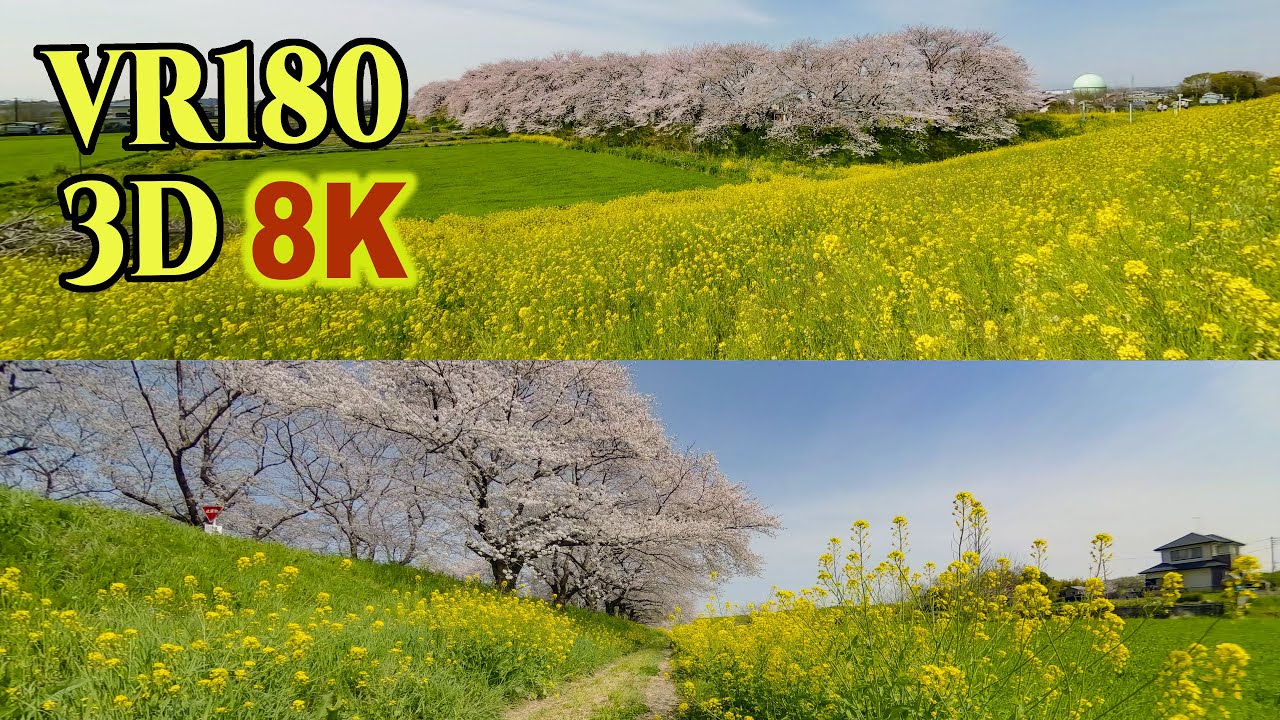 [ 8K 3D VR180 ] 菜の花と桜並木の絶景「吉見さくら堤公園」Yoshimi Sakura tsutsumi par - Ciao Nihon