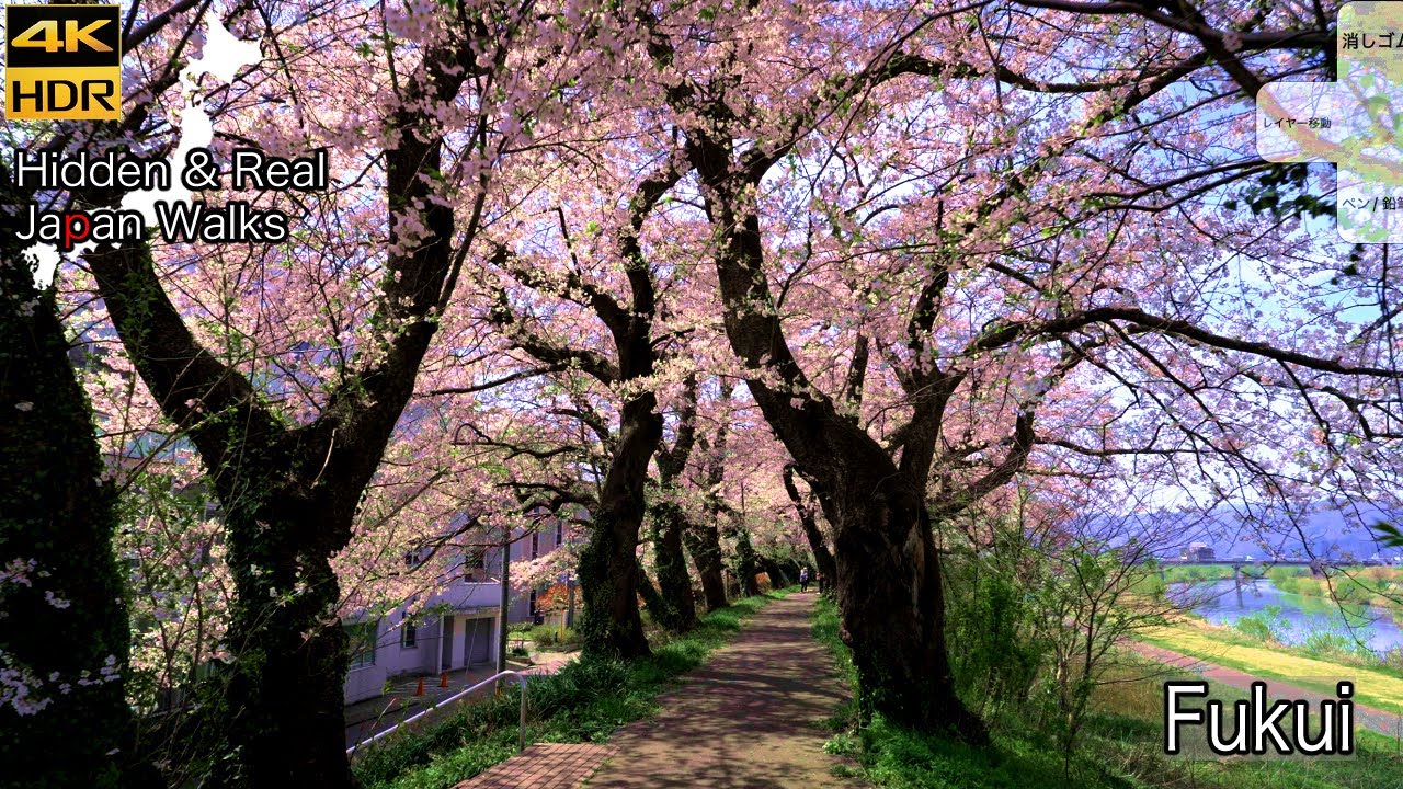 Cherry Blossoms as Far as the Eye Can See | Fukui Sakura Festival in 4K HDR - Ciao Nihon