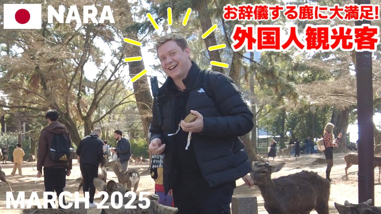 【奈良】お辞儀する鹿に大満足の外国人観光客! 2025春 こんな素晴らしい公園は他にない! Nara, Ja - Ciao Nihon