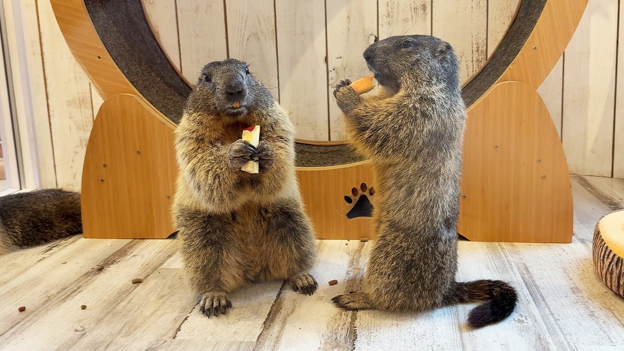 The World’s First! Japan’s Marmot Cafe is Born! | Marmot Village🦫 ...