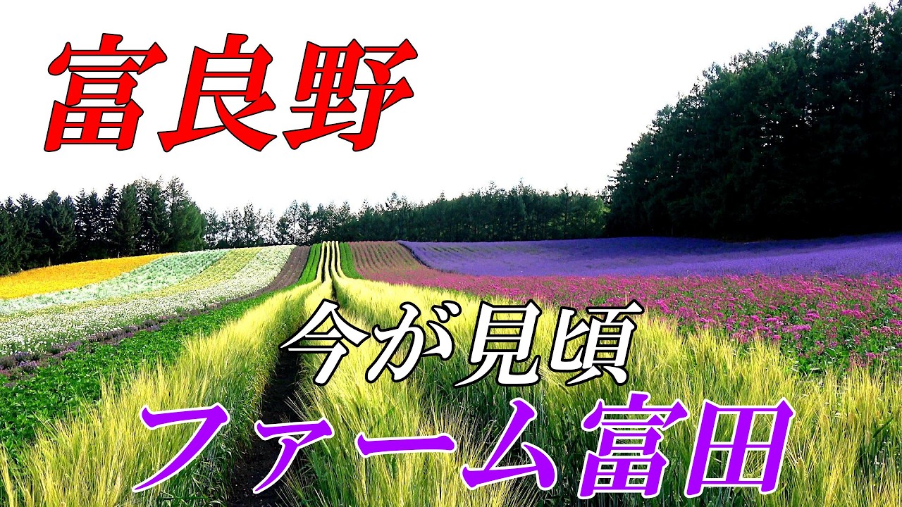 7月第1週ラベンダー真っ盛り！！ファーム富田～ラベンダーイースト【北海道 富良野】 4K - Ciao Nihon