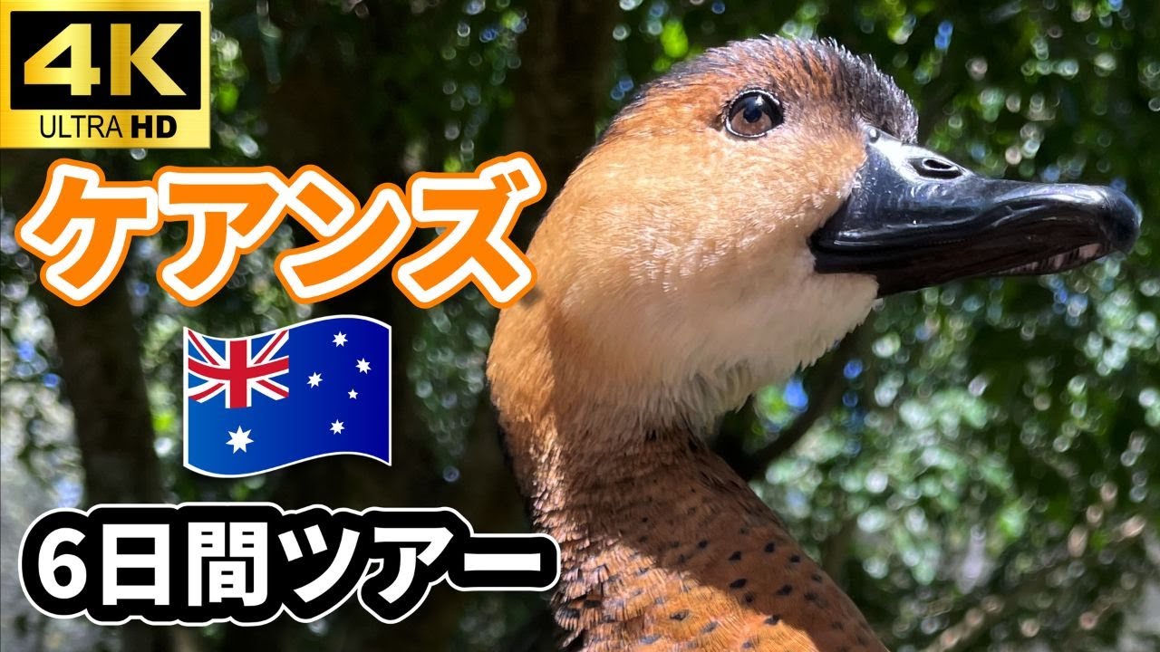 【4K60p】オーストラリア・ケアンズ6日間の旅vlog【HISツアー】 - Ciao Nihon