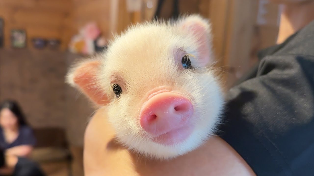 Japan’s Micro Pig Cafe! Play With Piglets in a Forest Hideaway🐷🌳 - Ciao Nihon