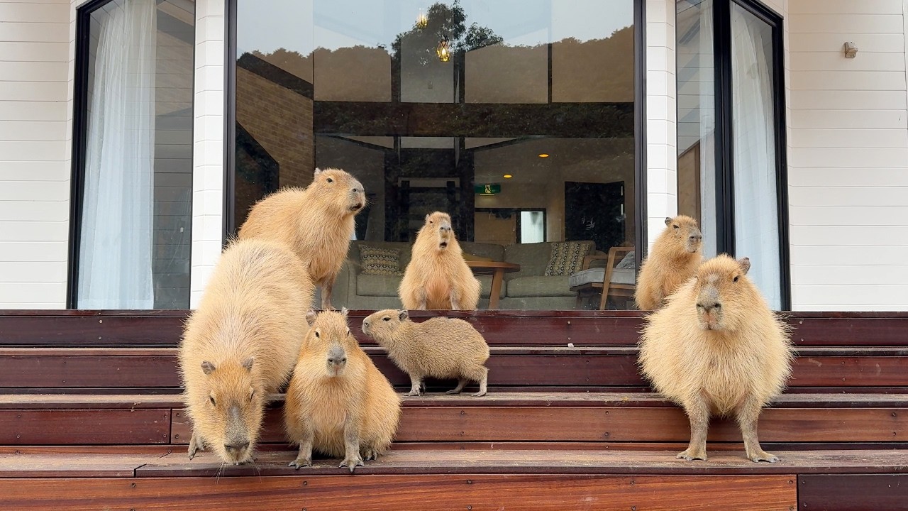 Baby Capybaras!? Staying at Japan’s Capybara Resort Hotel! | Izu Animal ...